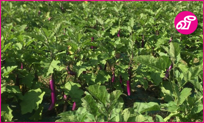 மாத்தளையில் பயிர்களுக்கு பங்கசு தாக்கம் | Virakesari.lk