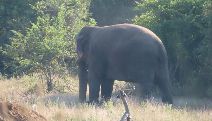 சம்மாந்துறையில் காட்டு யானை தாக்கி பெண் பலி...! | Virakesari.lk