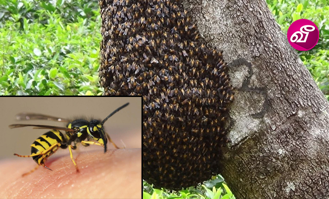 தேயிலைக் கொழுந்து பறித்த பெண் தொழிலாளர்கள் மீது குளவிக்கொட்டு : 4 பேர் ...