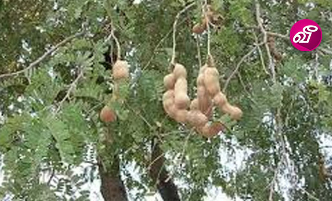 யாழ். மாவட்ட பிரதேச செயலகங்களில் பொருத்தமான இடங்களில் புளியமரங்களை ...