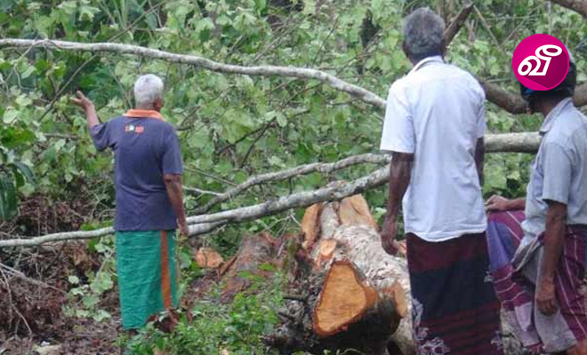 மரம் வீழ்ந்து ஓய்வு பெற்ற தபால் அதிபர் மரணம்! | Virakesari.lk