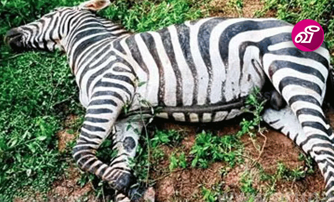 தெஹிவளை மிருகக்காட்சிசாலைக்கு கொண்டுச் செல்லப்பட்ட ஆண் வரிக்குதிரை ...