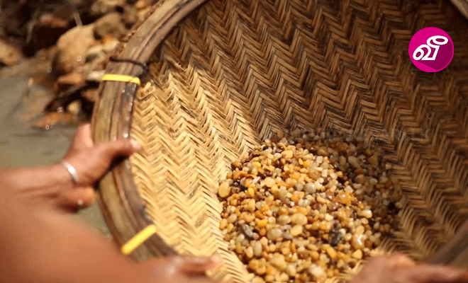 மஸ்கெலியாவில் சட்டவிரோதமாக மாணிக்கக் கல் அகழ்வில் ஈடுபட்ட நால்வர் கைது ...