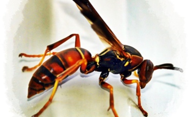 குளவித் தாக்குதலுக்கு இலக்காகிய ஐவர் வைத்தியசாலையில்...! | Virakesari.lk