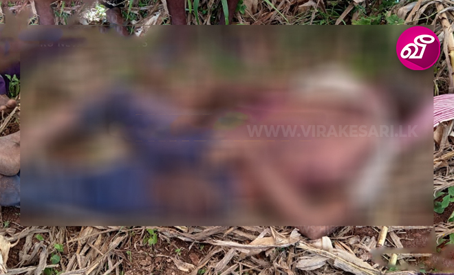 அநுராதபுரத்தில் காட்டு யானை தாக்கி விவசாயி உயிரிழப்பு | Virakesari.lk