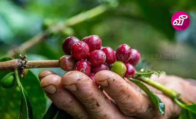 கோப்பிச் செய்கைக்கு புதிய காப்புறுதித் திட்டம்: விவசாய அமைச்சு ...