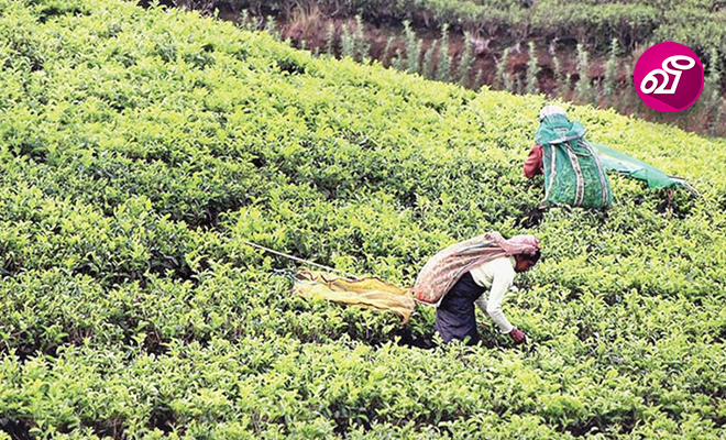 பெருந்தோட்டத்துறை மக்களின் பிரச்சினைகளுக்கு தீர்வு காண விசேட செயலணி ...