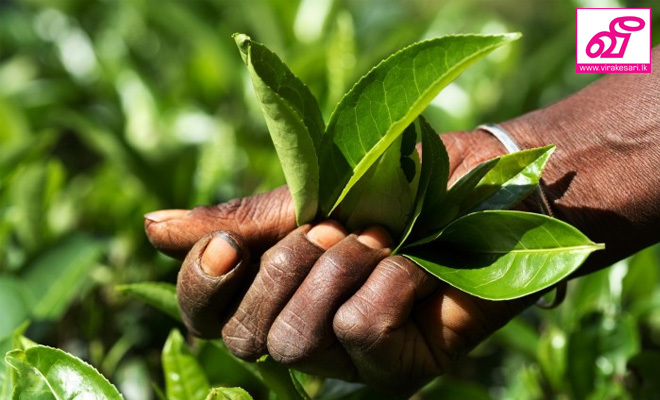 தேயிலை விலை வீழ்ச்சி | Virakesari.lk