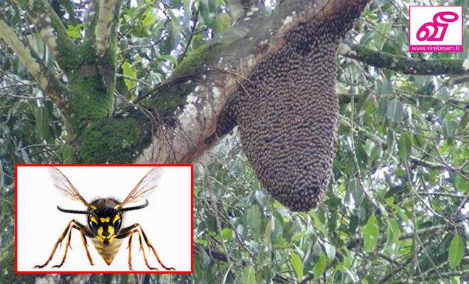 குளவிக்கொட்டுக்கு இலக்கான பெண் பலி ; 10 பேர் காயம் | Virakesari.lk