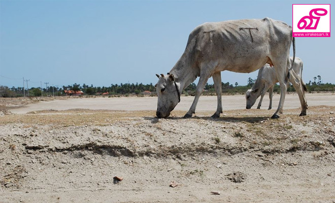 வறட்சியால் பாதிக்கப்பட்டோருக்கு நிவாரணம் | Virakesari.lk