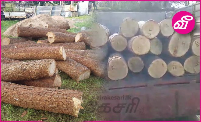 கிளிநொச்சியில் அதிகரித்துள்ள சட்டவிரோத மரக் கடத்தல்கள் | Virakesari.lk