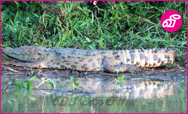 மாடுகளை இரையாக்கும் முதலைகள் | Virakesari.lk